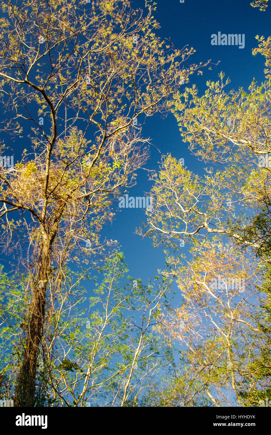 Tall and yellow hi-res stock photography and images - Alamy