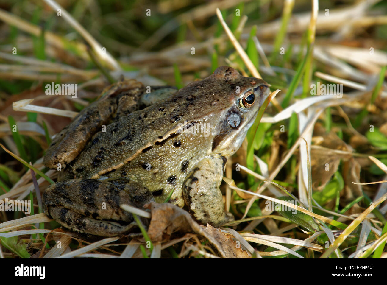 Marsh frog (Pelophylax ridibundus) is the largest frog native to Europe ...