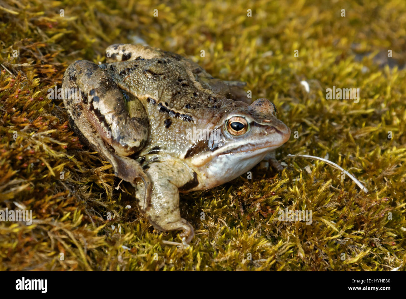 Marsh frog (Pelophylax ridibundus) is the largest frog native to Europe ...