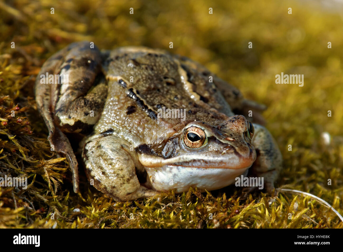 Marsh frog (Pelophylax ridibundus) is the largest frog native to Europe ...