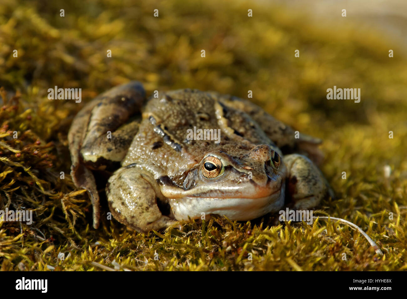 Marsh frog (Pelophylax ridibundus) is the largest frog native to Europe ...
