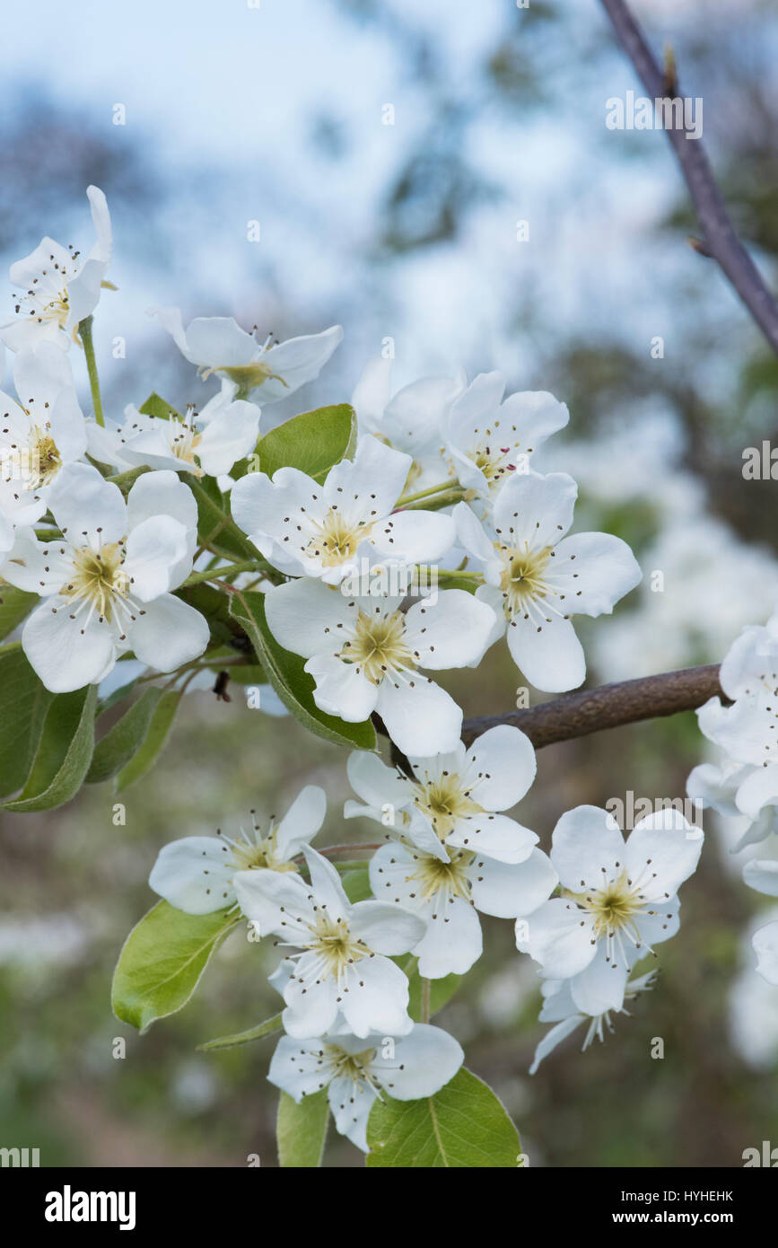 Pear blossom close up tree trees flowers in flower hi-res stock ...