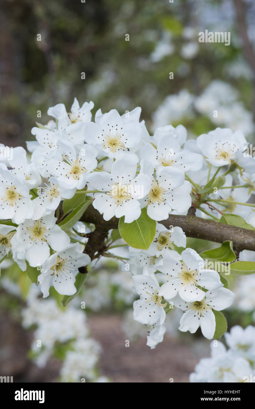Pyrus communis 'Madernassa' Pear tree blossom in spring Stock Photo - Alamy