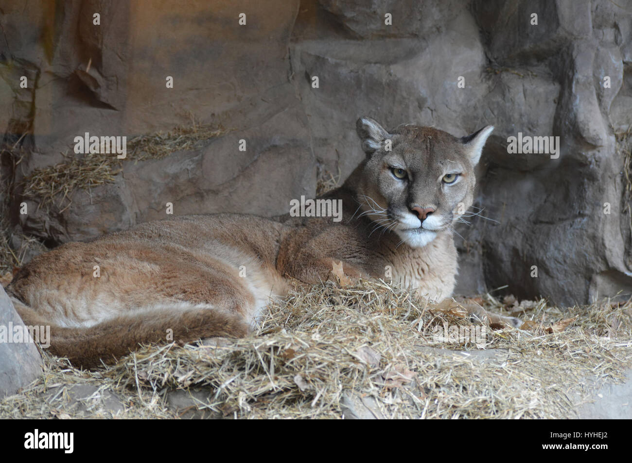 Puma texture hi-res stock photography and images - Alamy