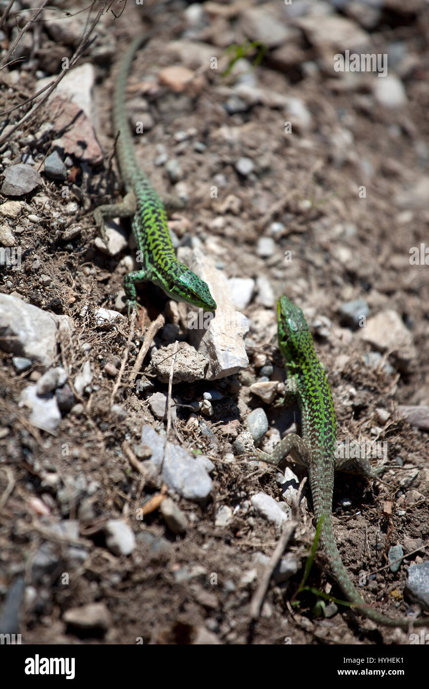 Pair of Lizards battling it out Stock Photo - Alamy