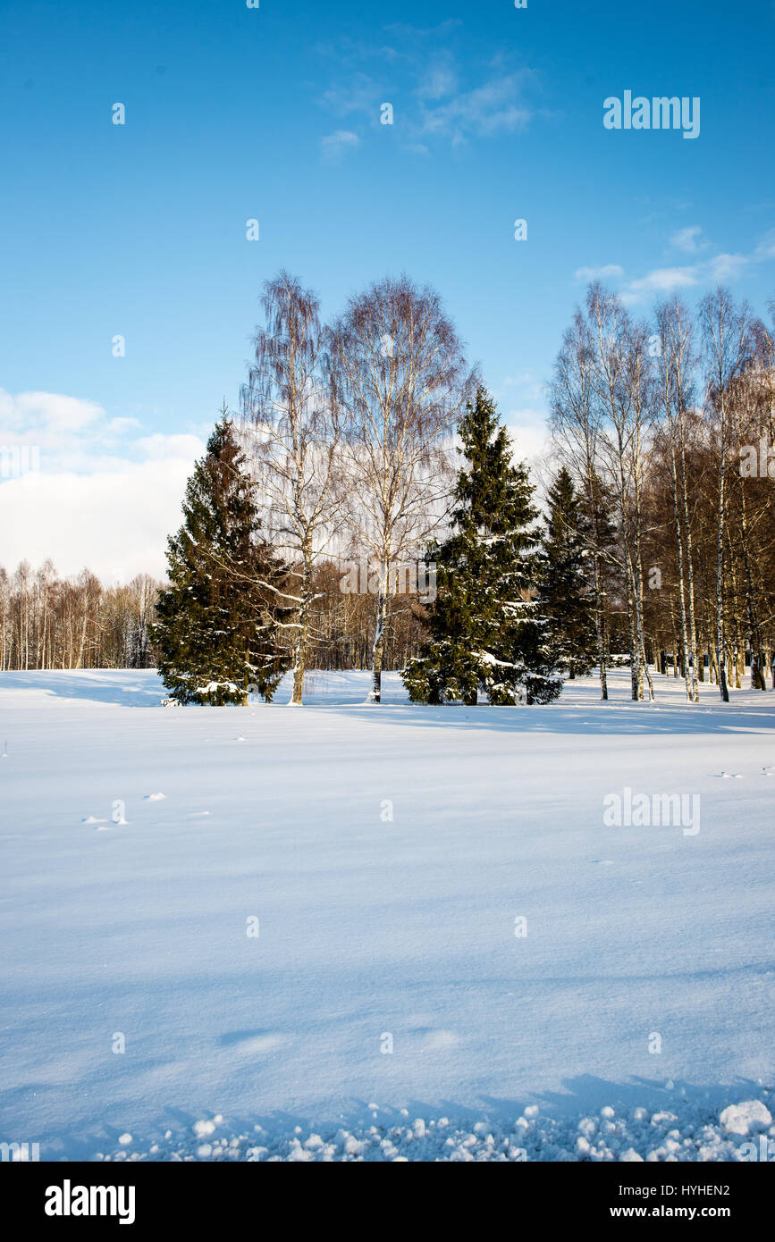 Winter park in cold morning with snow and some trees Stock Photo - Alamy