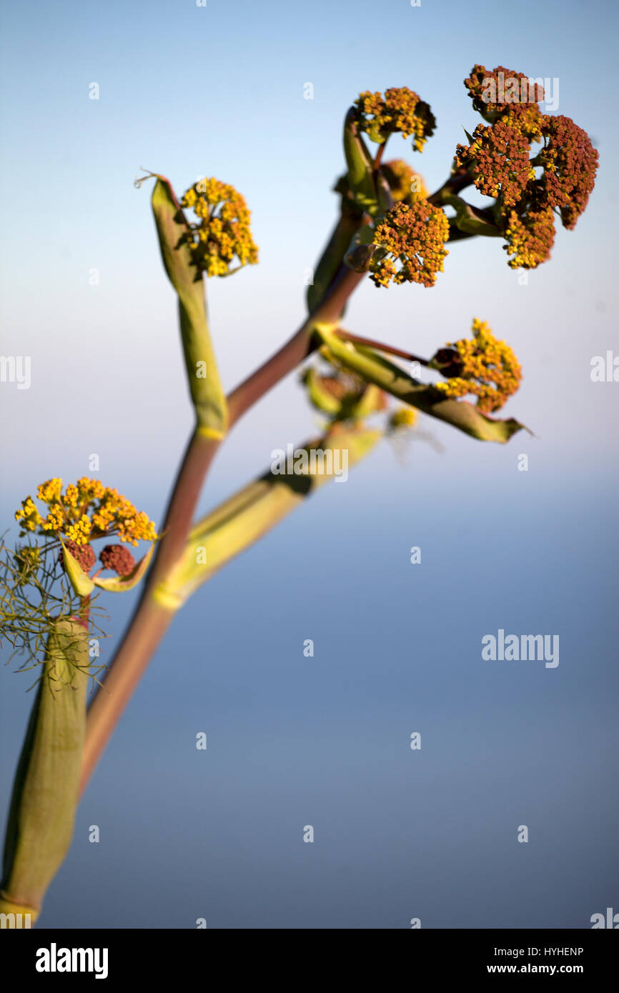 Fennel seed feniculum hi-res stock photography and images - Alamy