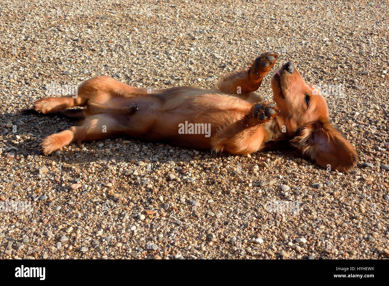 Female sunbathing with dog hi-res stock photography and images - Alamy