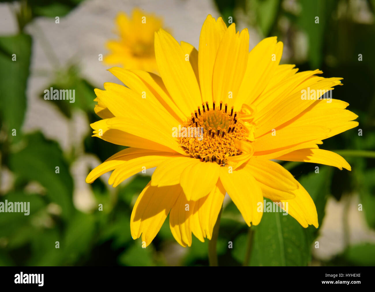 Zennia flower hi-res stock photography and images - Alamy