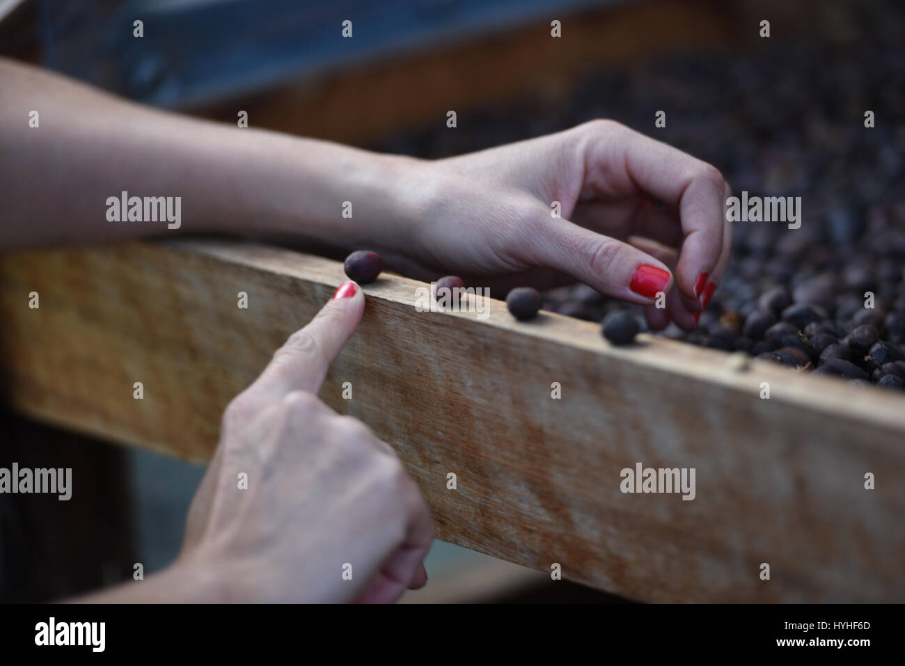 Man showing coffee beans hi-res stock photography and images - Alamy