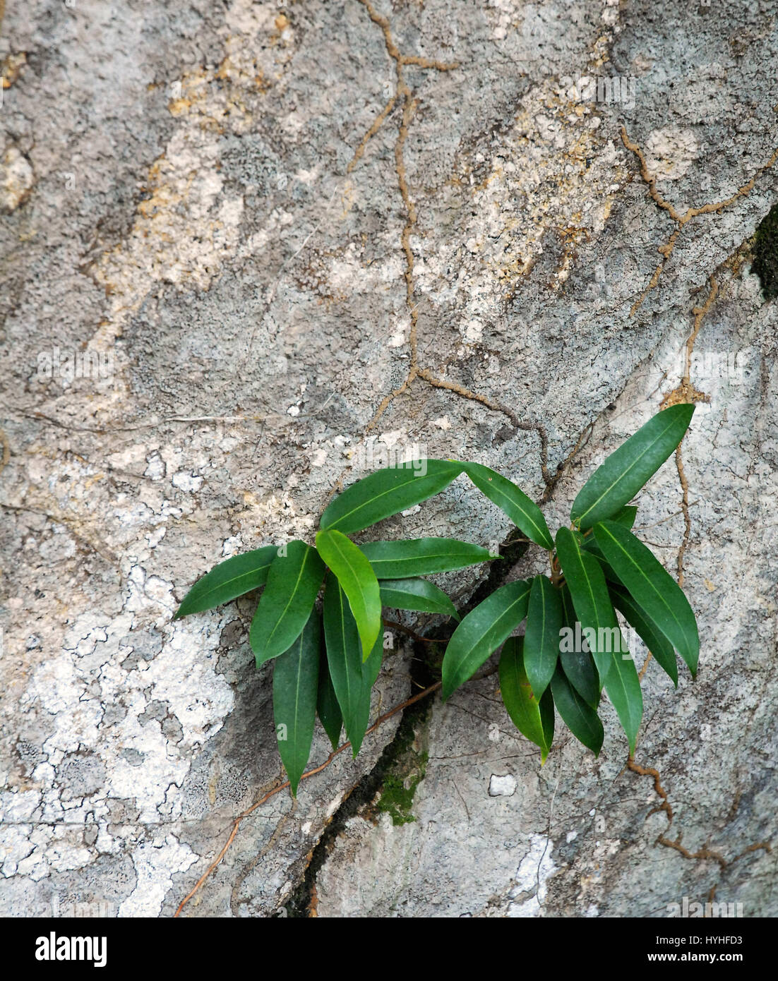 Growth on rock wall Stock Photo - Alamy
