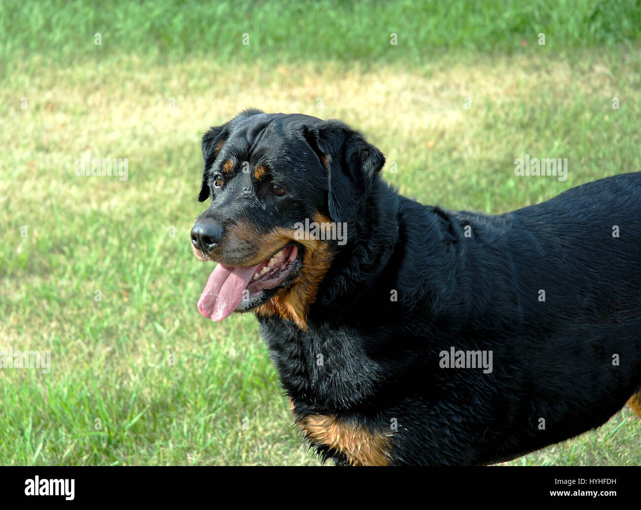 Rottweiler aggressive hi-res stock photography and images - Alamy