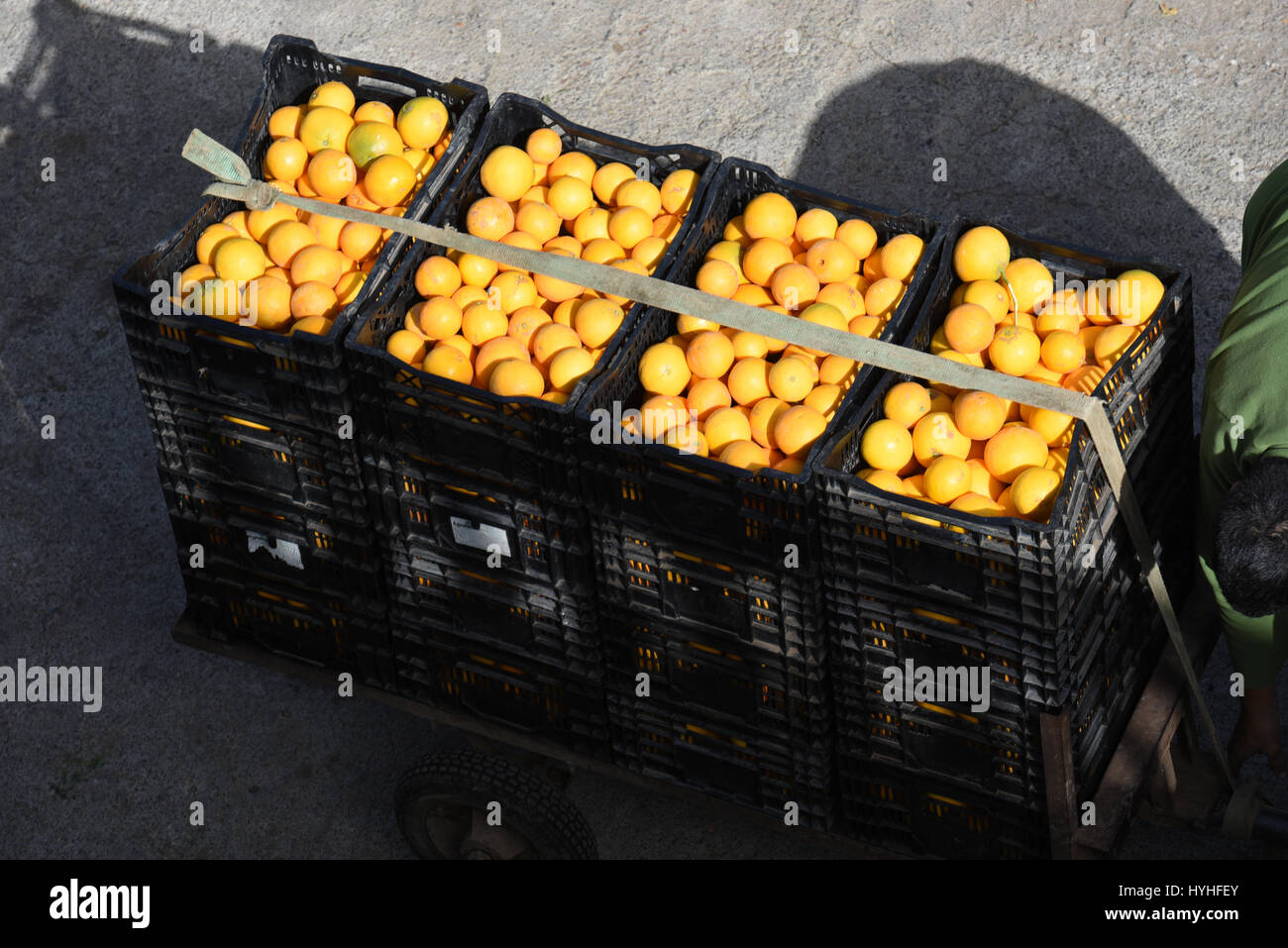 Farmer taking box of fresh orange oranges Stock Photo - Alamy