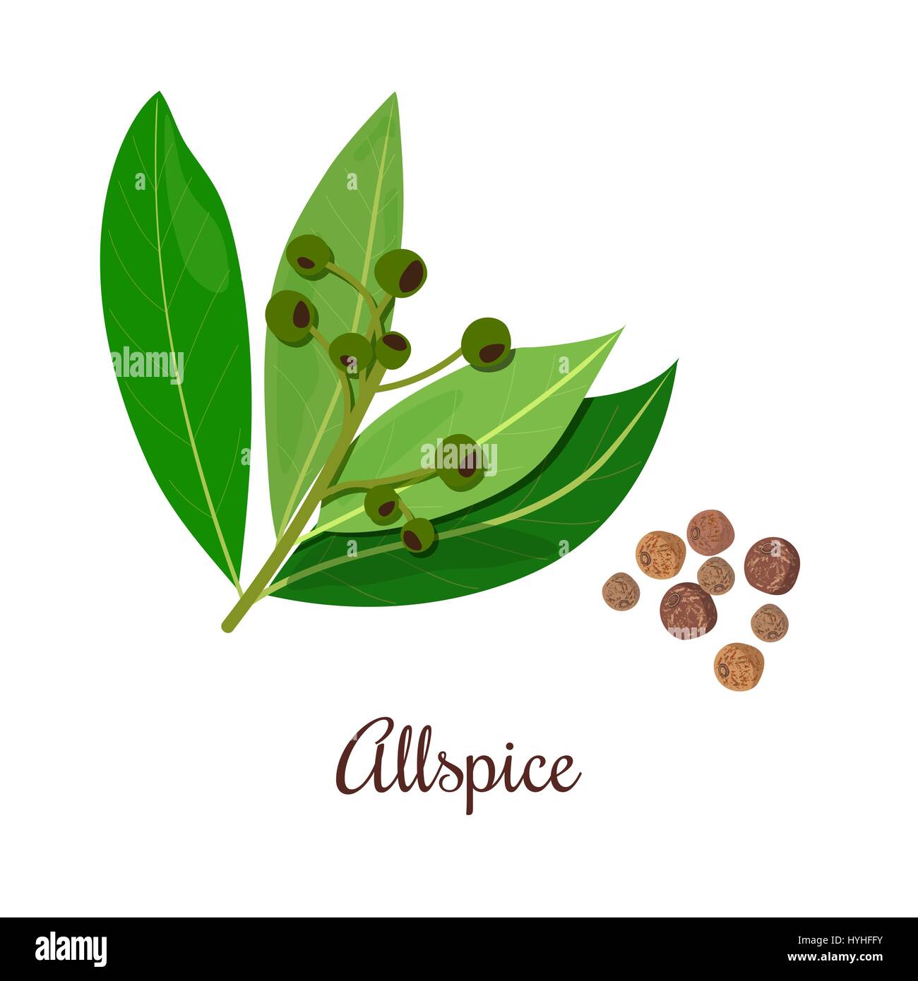 Blossoming Allspice with seeds Stock Vector Image & Art - Alamy