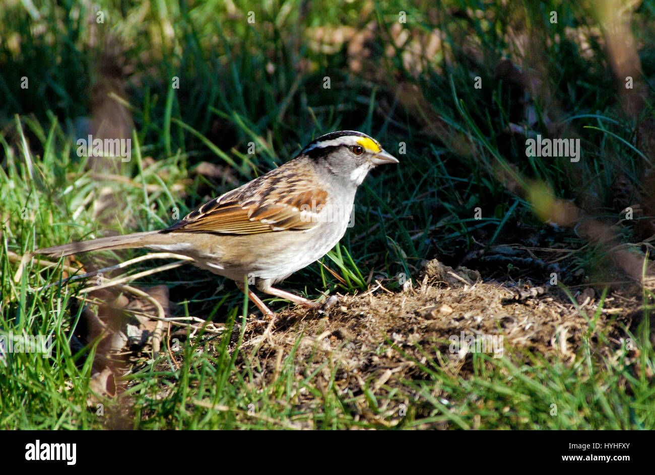 House sparrow life hi-res stock photography and images - Alamy