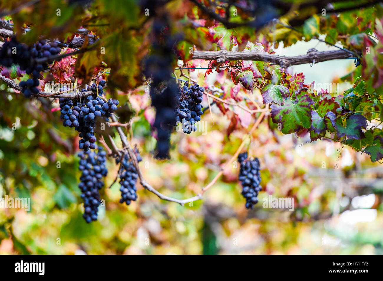 Grapes tree farm south africa hi-res stock photography and images - Alamy