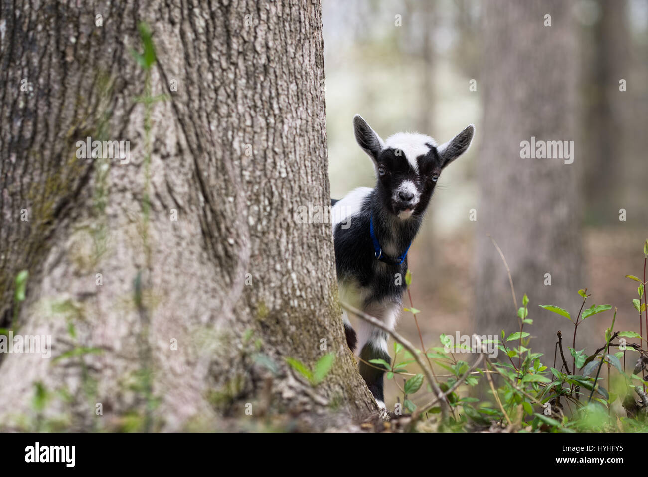 One week old baby Nigerian Dwarf Goat playing outside peaking around ...