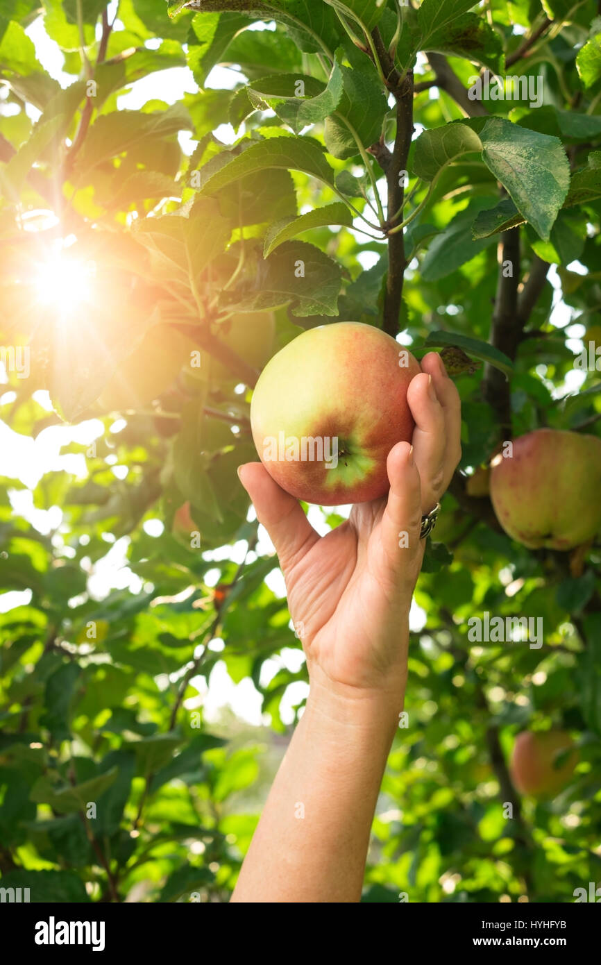 Apple and female hand Stock Photo - Alamy