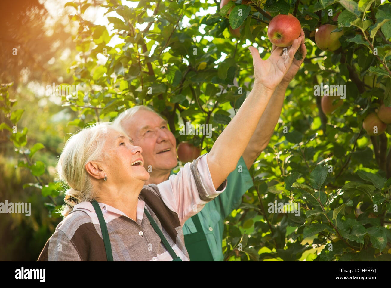 Male picking apples hi-res stock photography and images - Alamy