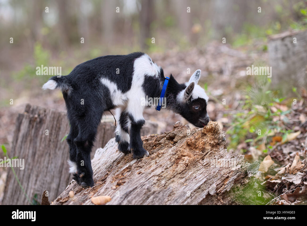 One week old baby Nigerian Dwarf Goat playing outside on tree stump ...