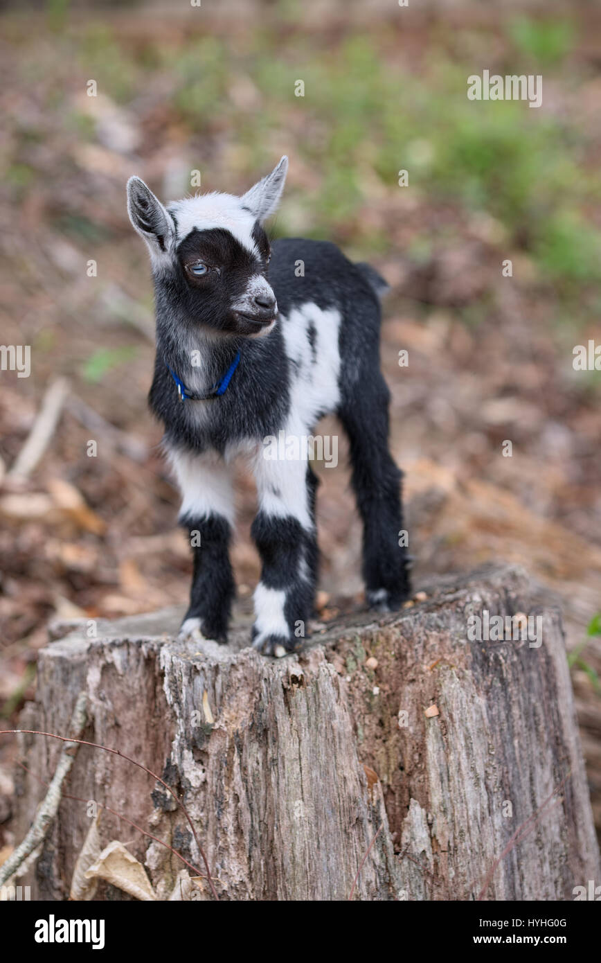 One week old baby Nigerian Dwarf Goat playing outside on tree stump ...