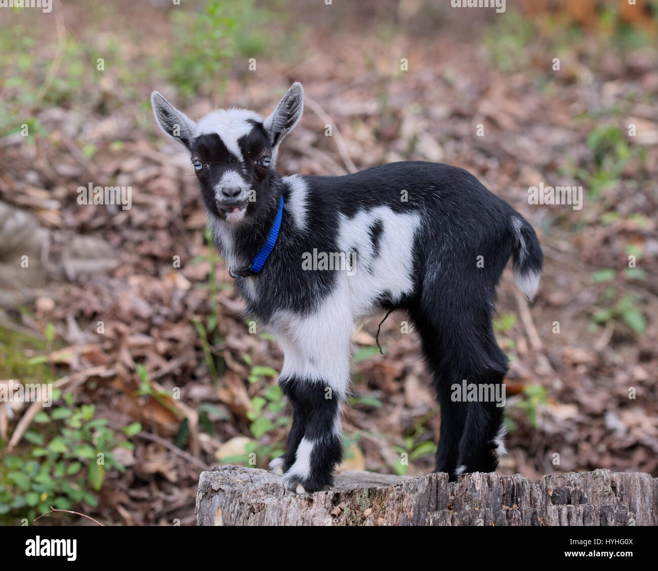 Black nigerian goat hi-res stock photography and images - Alamy