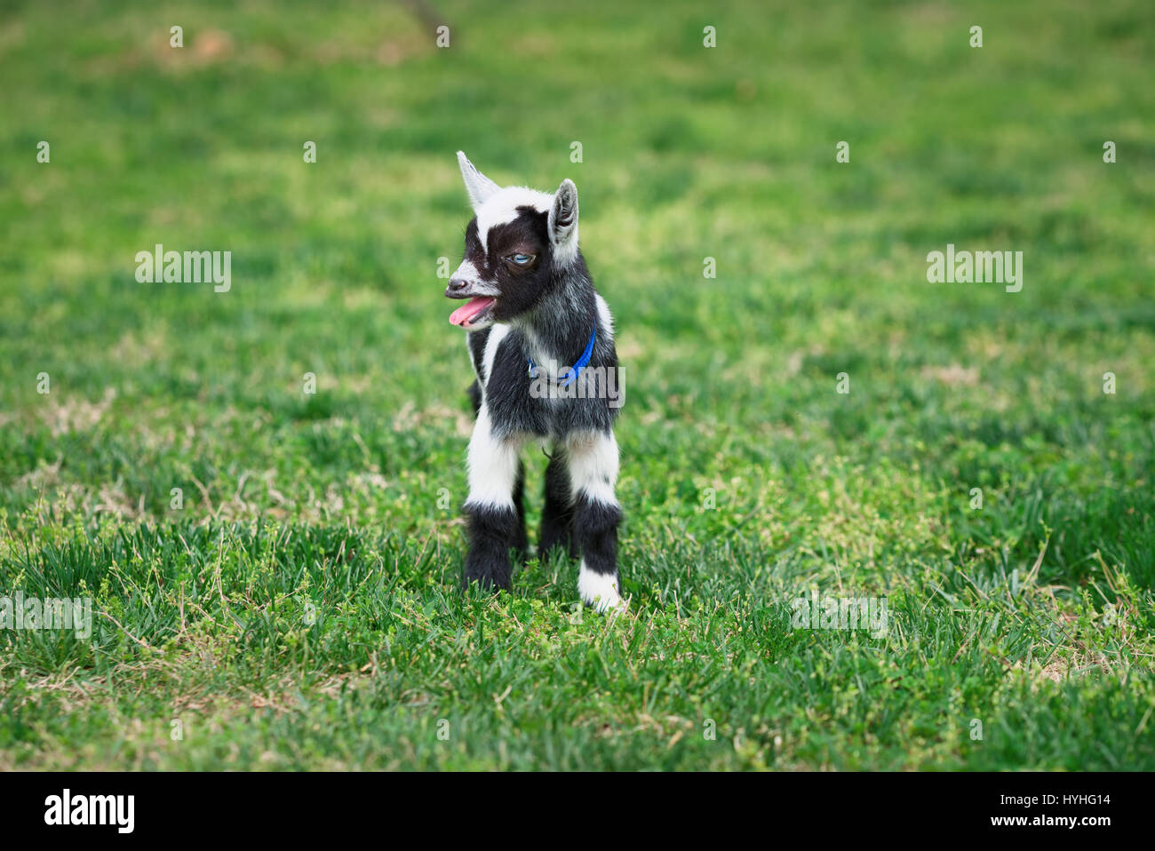 One week old baby Nigerian Dwarf Goat playing outside in green grass ...