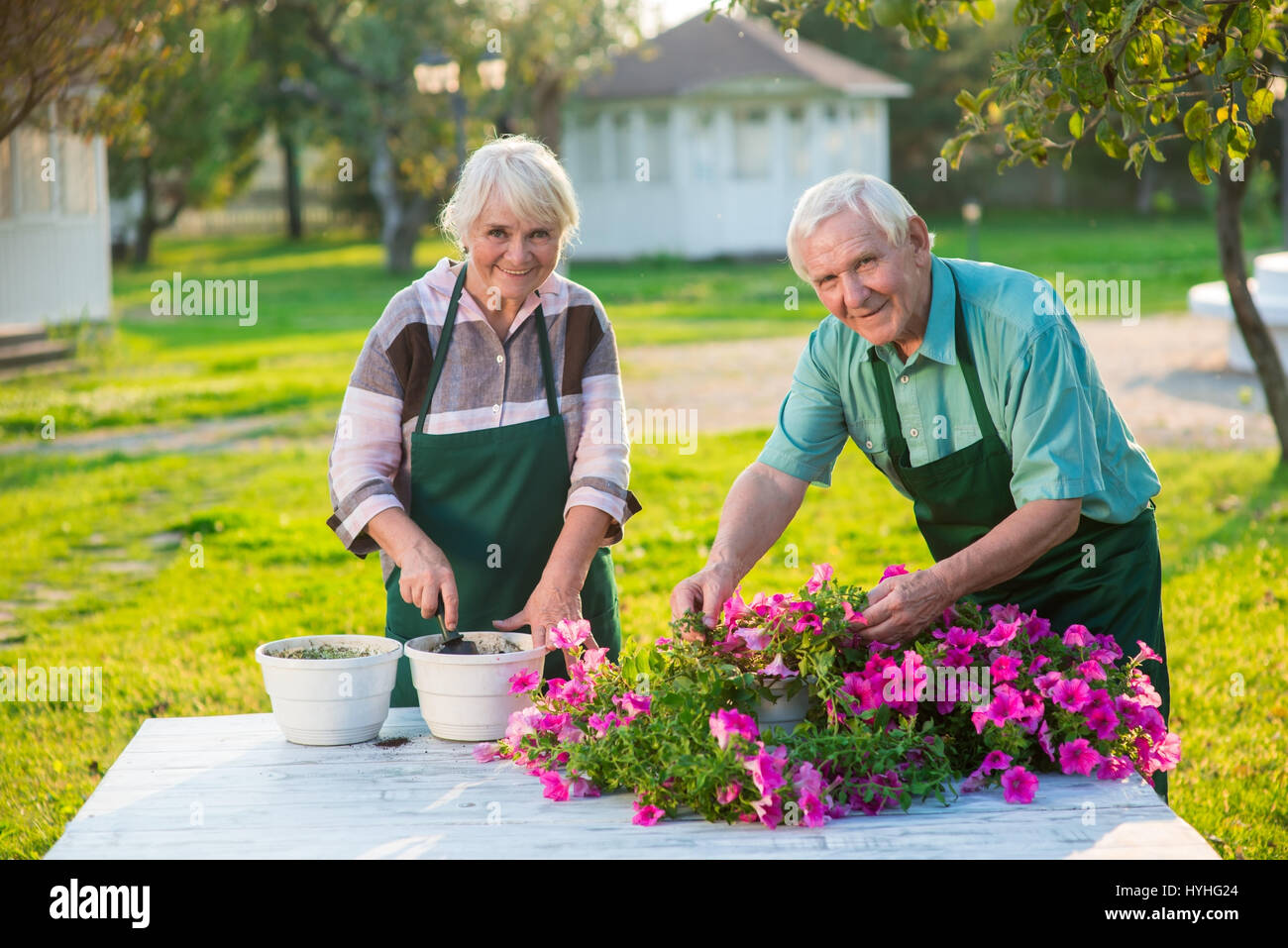 Senior gardeners transplanting flowers Stock Photo - Alamy