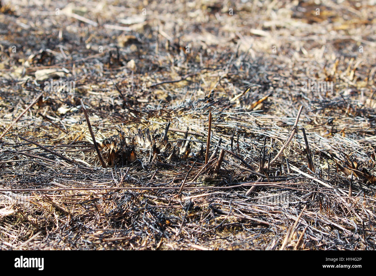 Field burned dry grass in the spring Stock Photo - Alamy