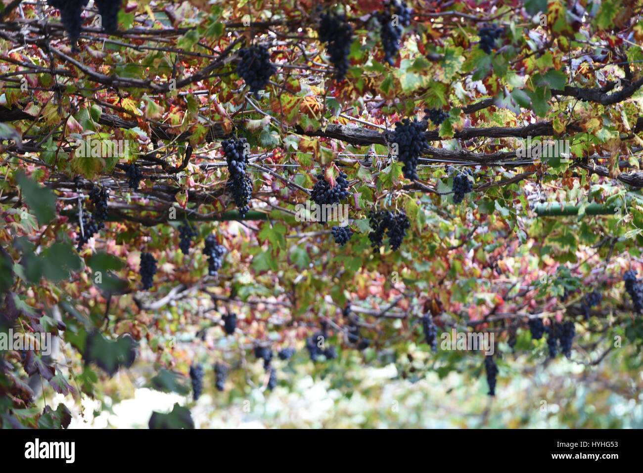 Almond tree fruits outdoors hi-res stock photography and images - Alamy