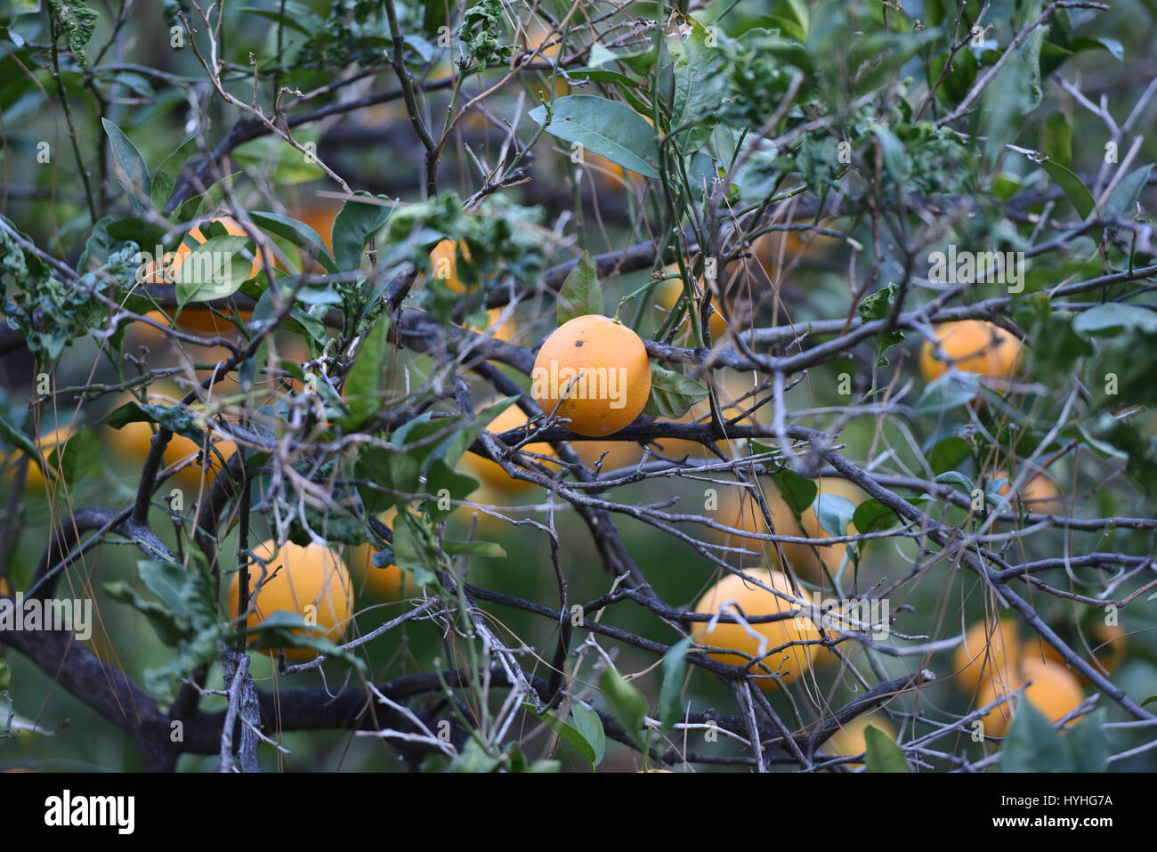 South africa oranges harvest hi-res stock photography and images - Alamy