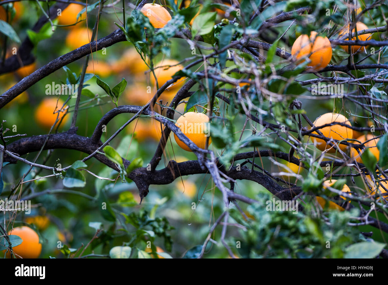 Sunlight on orange tree with oranges Stock Photo - Alamy