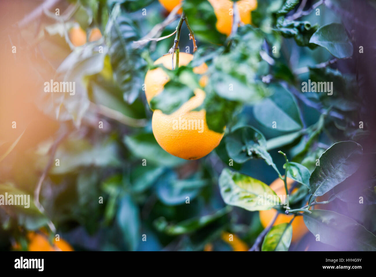 Orange orchard irrigation hi-res stock photography and images - Alamy