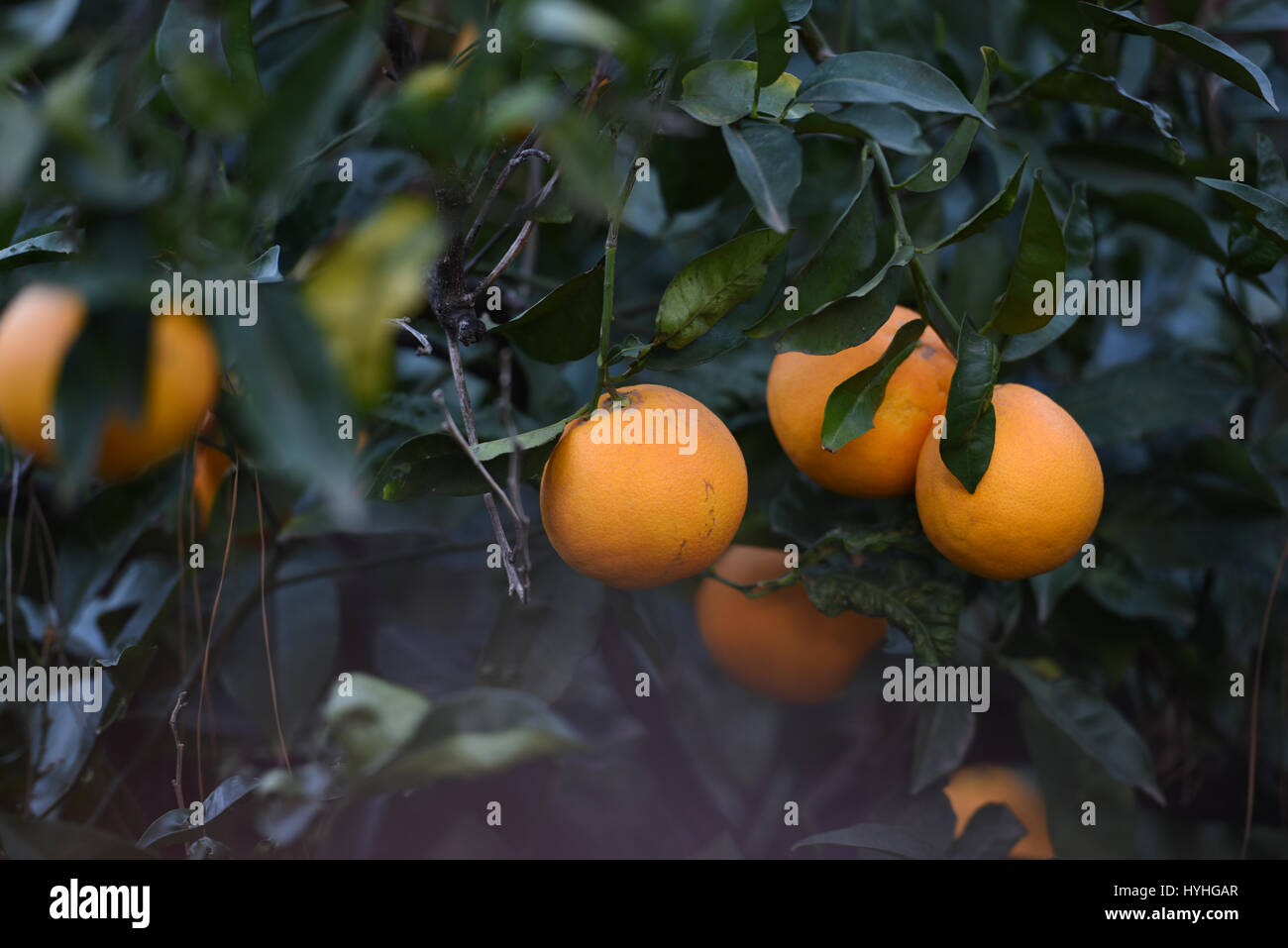 New crop of oranges hi-res stock photography and images - Alamy