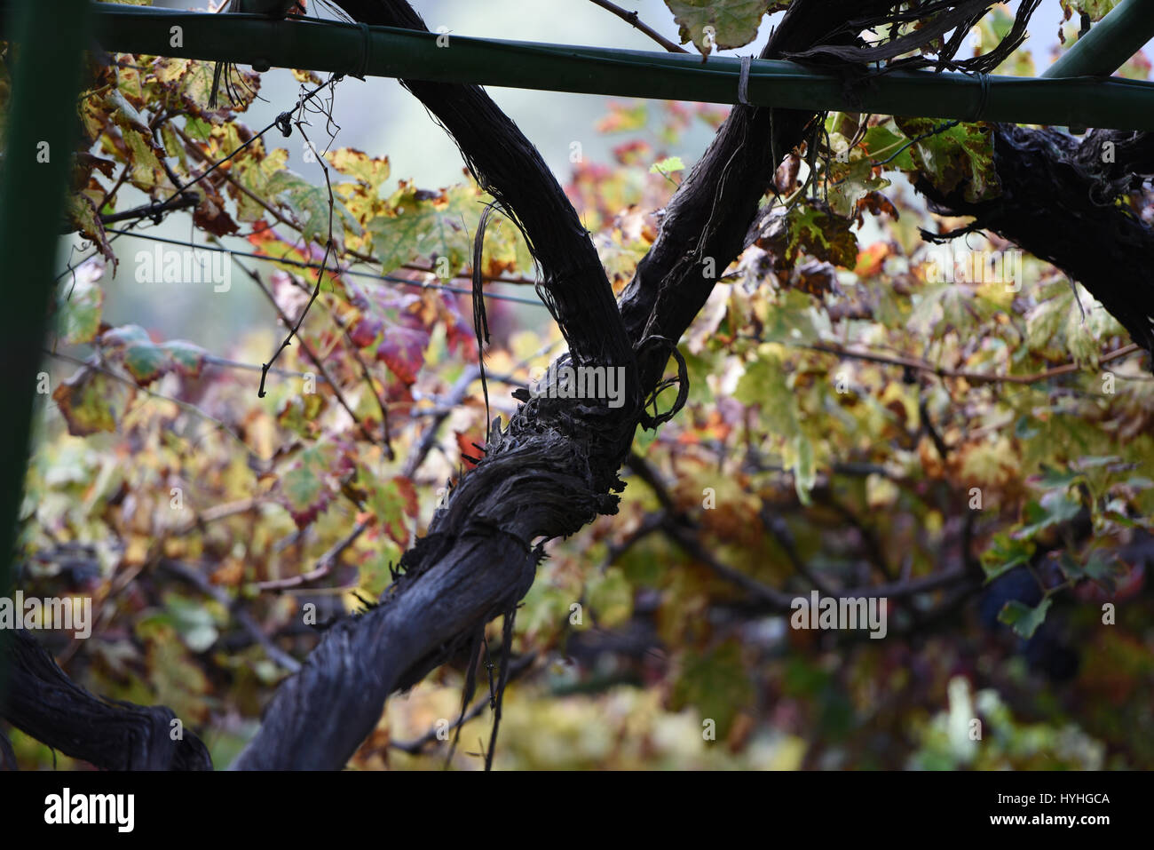 Grape tree leaves and fruits Stock Photo - Alamy