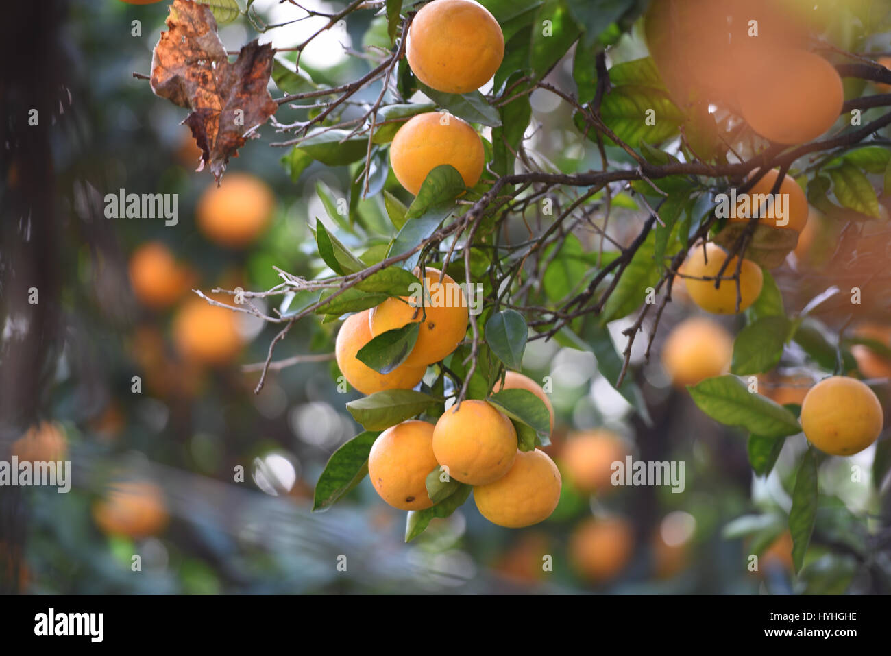 Oranges growing on tree Stock Photo - Alamy