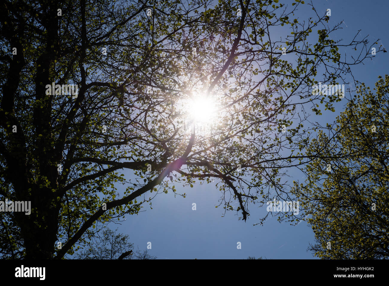 Misty morning in the woods. forest with tree trunks, sun and rays of ...