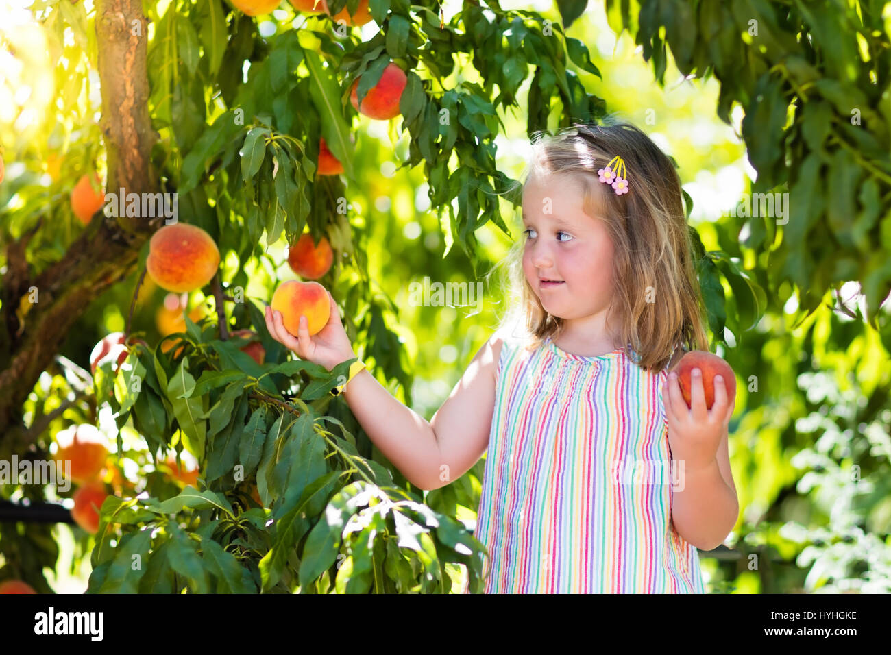 Little girl picking and eating fresh ripe peach from tree on organic ...