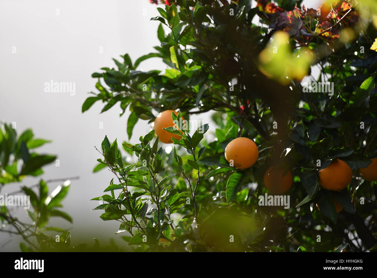 Many oranges growing in trees Stock Photo - Alamy