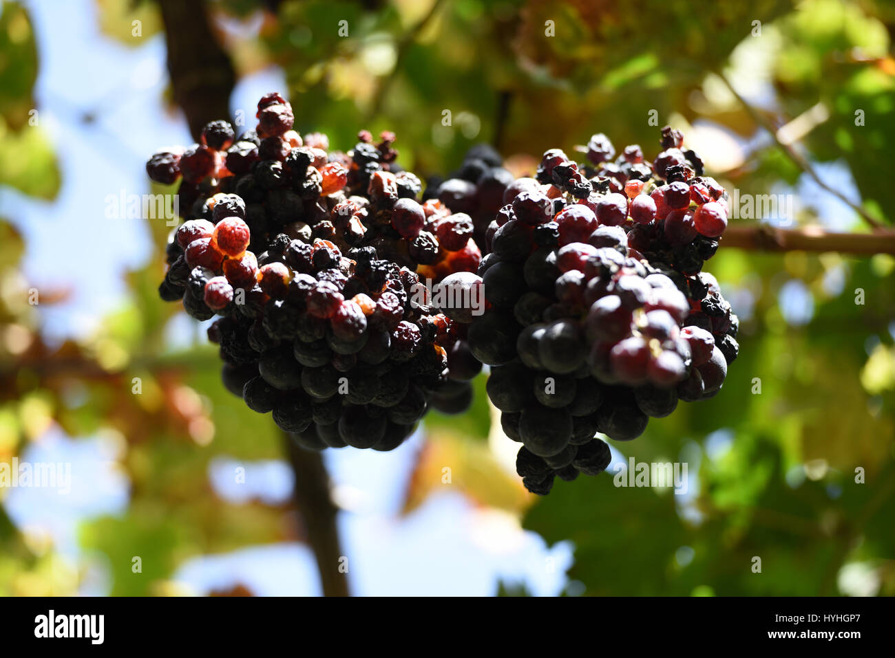 Grapes on the tree Stock Photo - Alamy