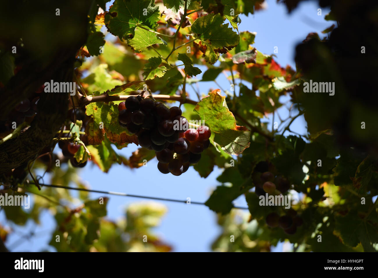 Grapes on the tree Stock Photo - Alamy