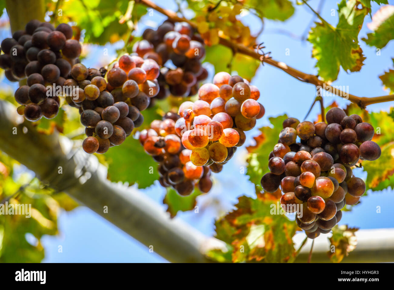 Grapes on the tree Stock Photo - Alamy