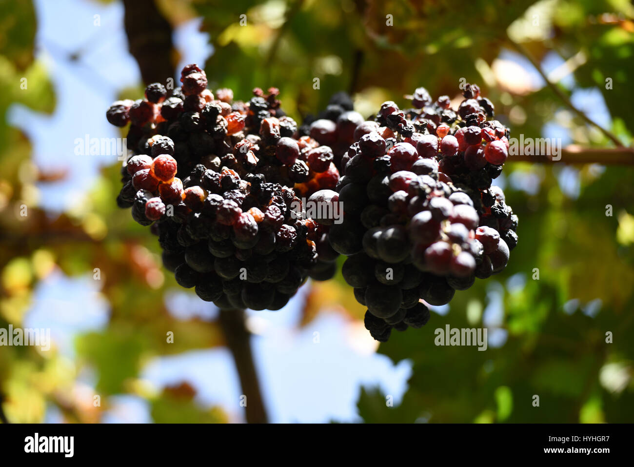 Grapes on the tree Stock Photo - Alamy