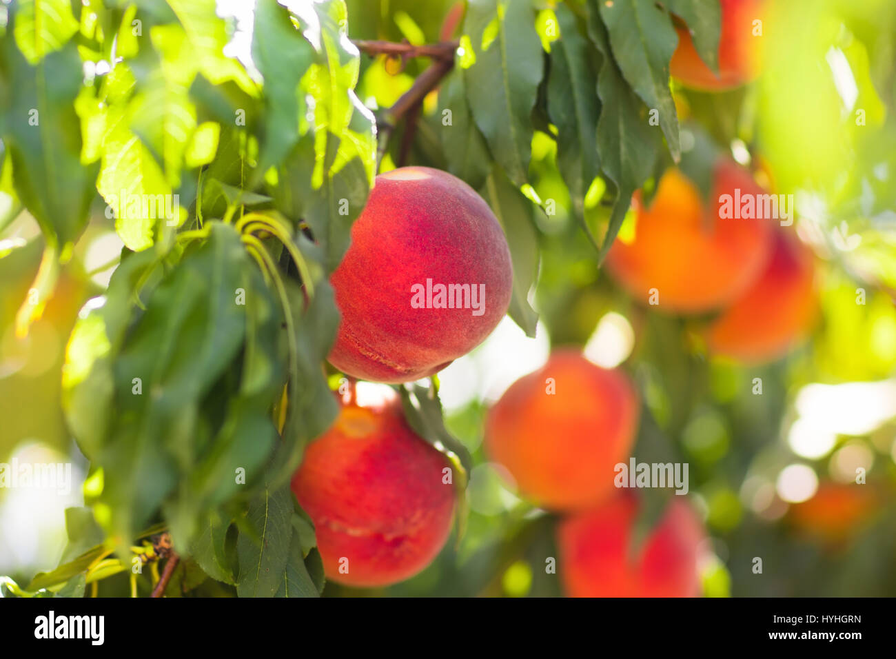 Peaches ripen hi-res stock photography and images - Alamy