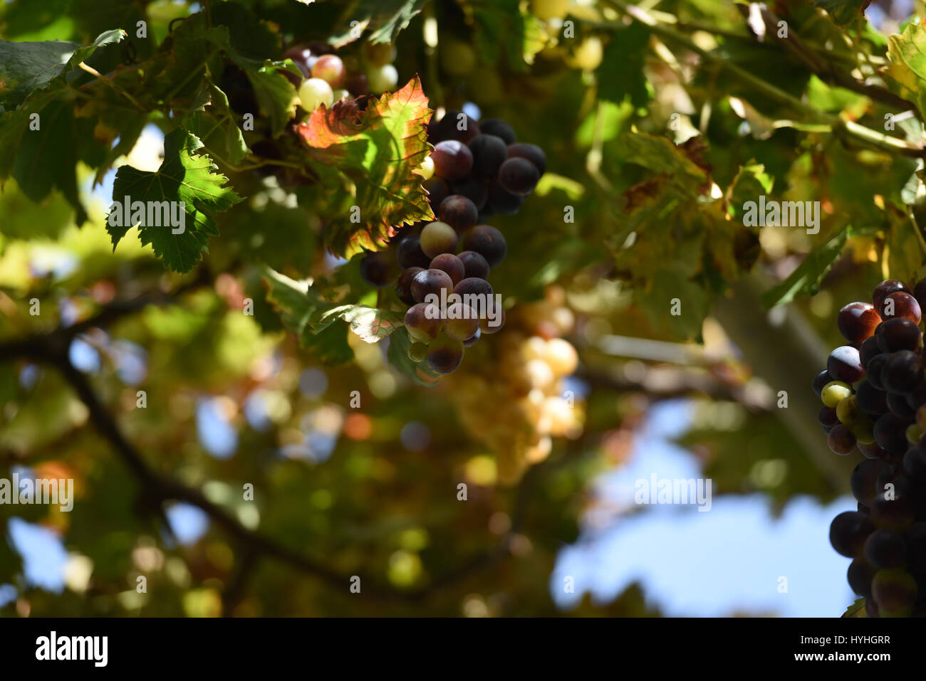 Grapes on the tree Stock Photo - Alamy