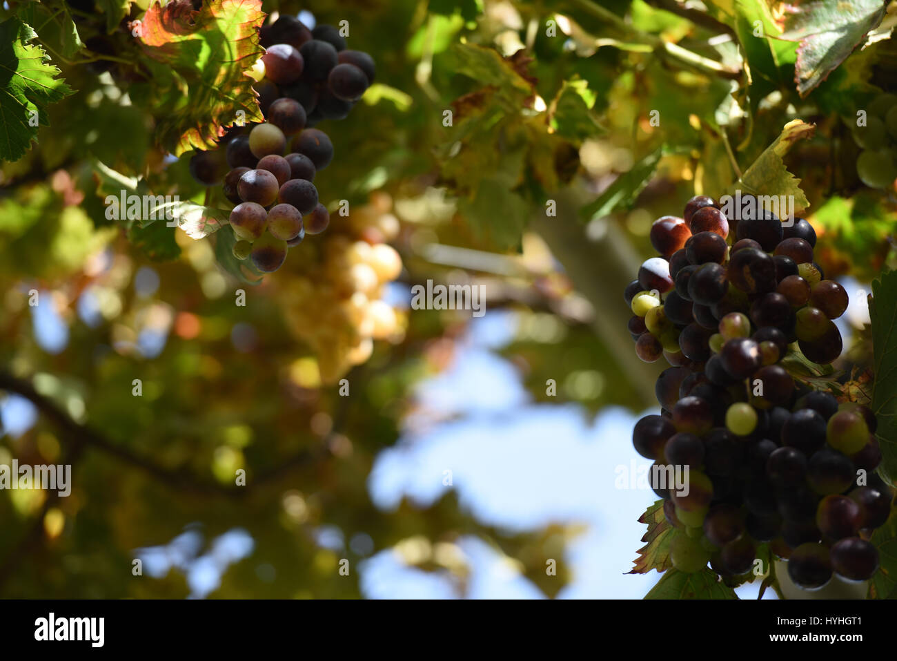 Grapes on the tree Stock Photo - Alamy