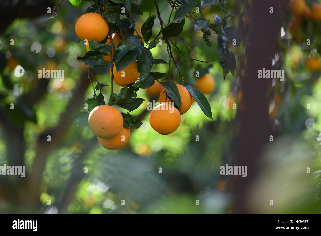 Many oranges growing in trees Stock Photo - Alamy