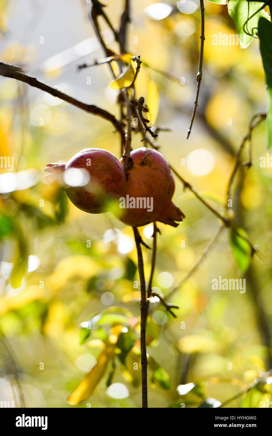 Pomegranate in the tree Stock Photo - Alamy