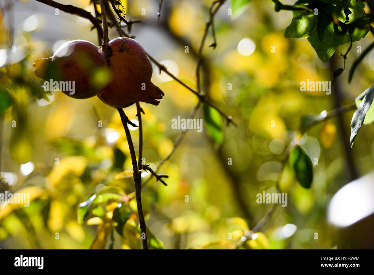 Pomegranate in the tree Stock Photo - Alamy