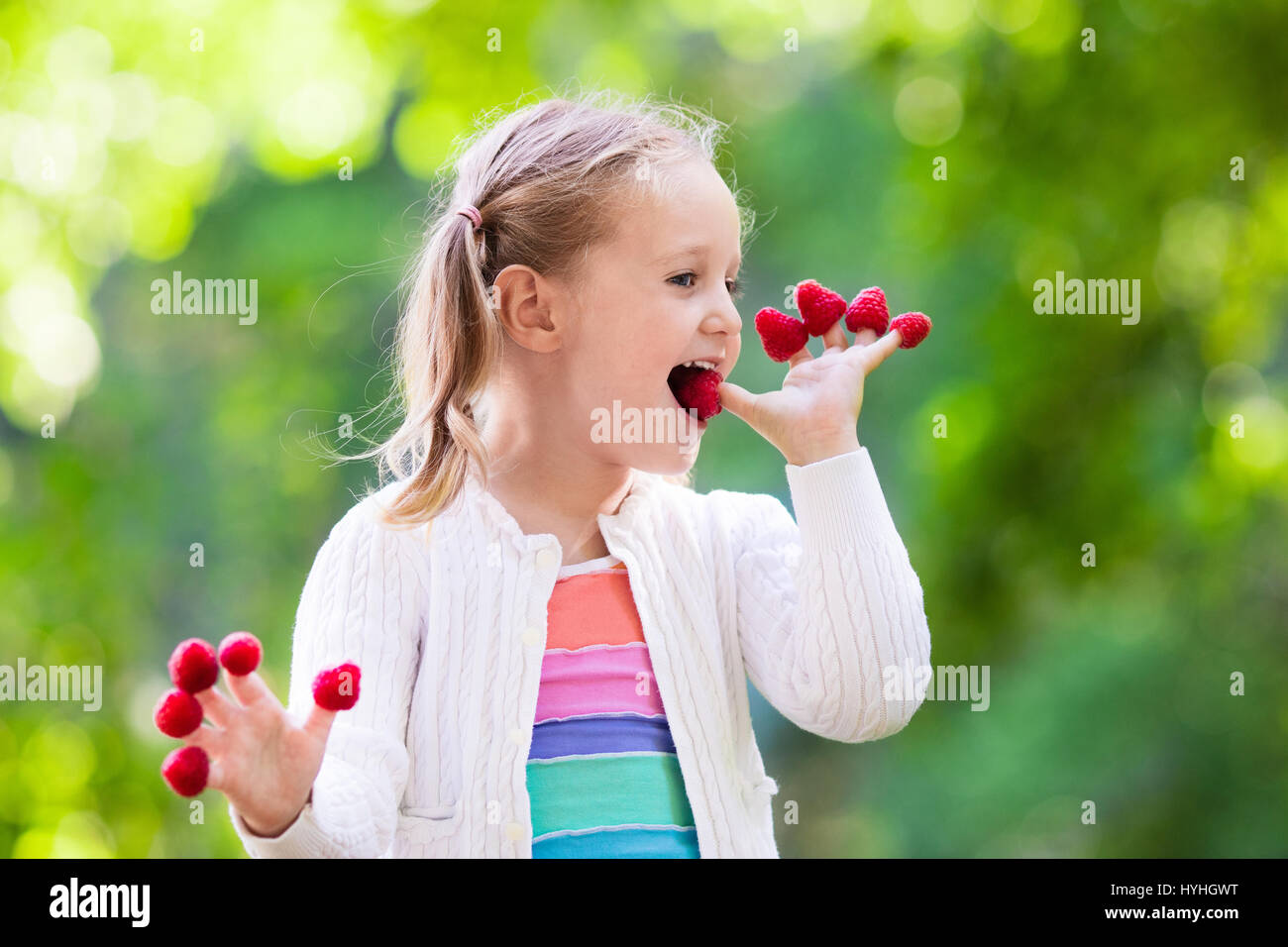 Child picking raspberry. Kids pick fresh fruit on organic raspberries ...